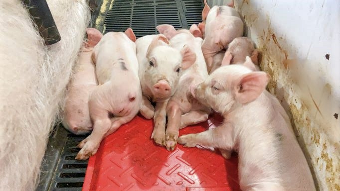 From Pigs to Pork - Seaboard Foods