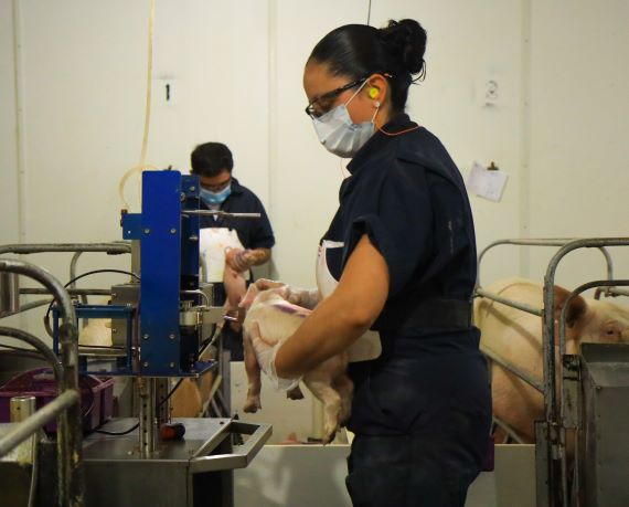 From Pigs to Pork - Seaboard Foods