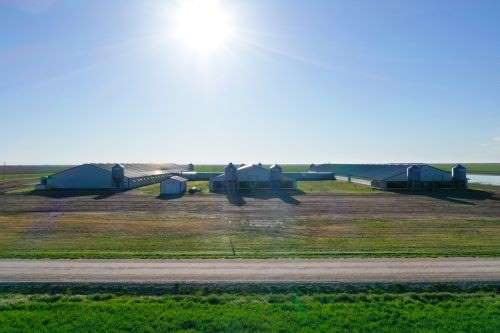 From Pigs to Pork - Seaboard Foods