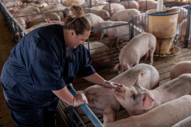 From Pigs to Pork - Seaboard Foods